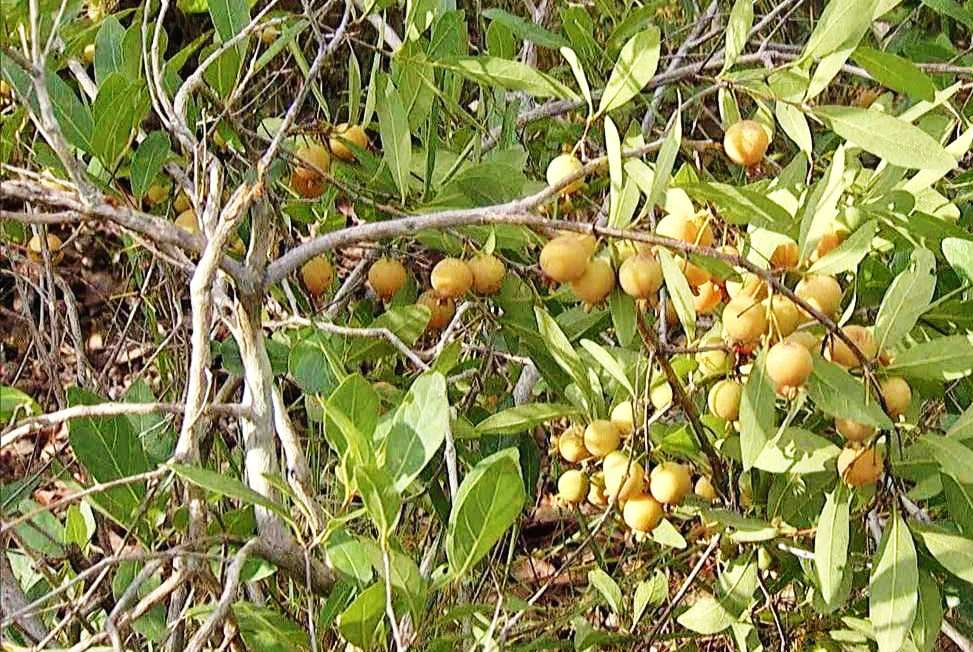 5ª edição do Cata Guavira terá início nesta sexta no SEBRAE ...